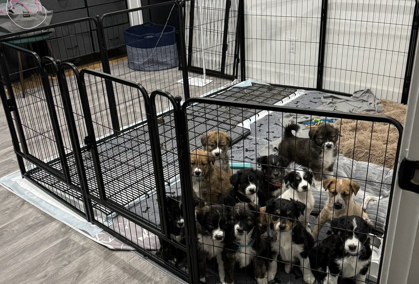 Sanitation: Cleaning and Disinfection Protocols for Rescues and ...