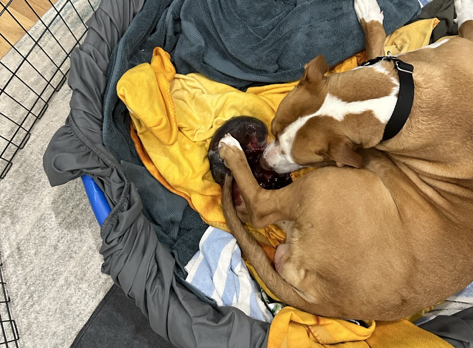 The Three Stages of Labor for Pregnant Dogs - Goodest Pups