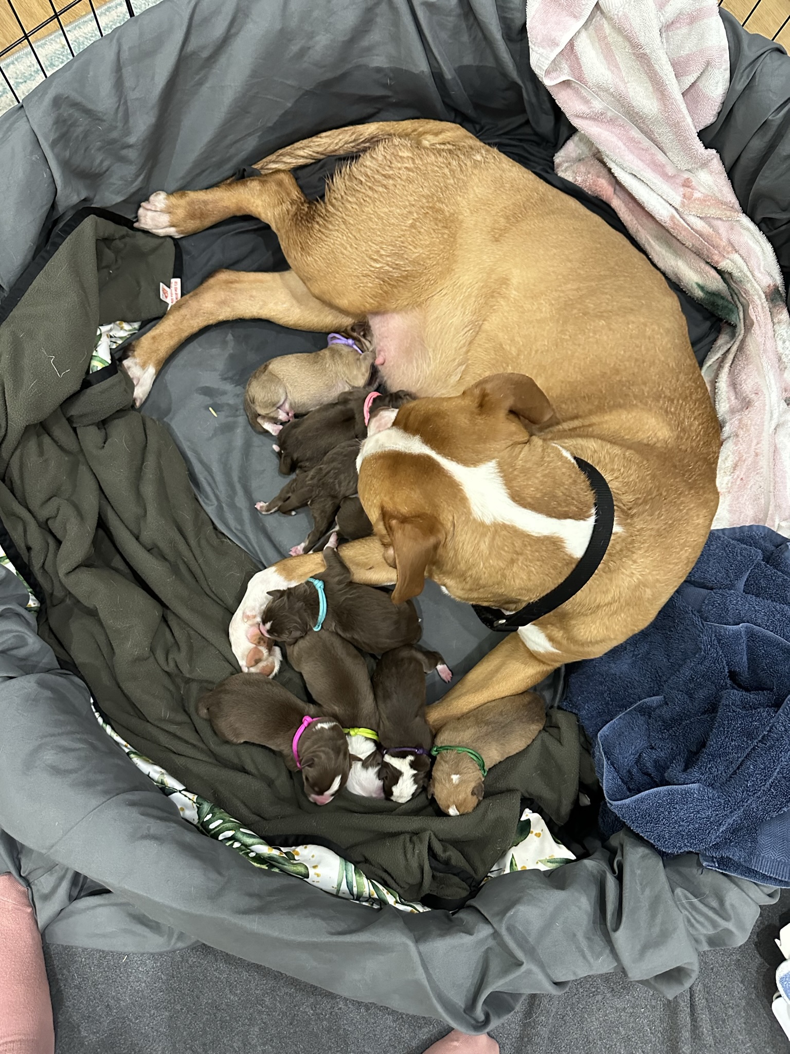 When to Be Concerned During Dog Labor and Delivery - Goodest Pups