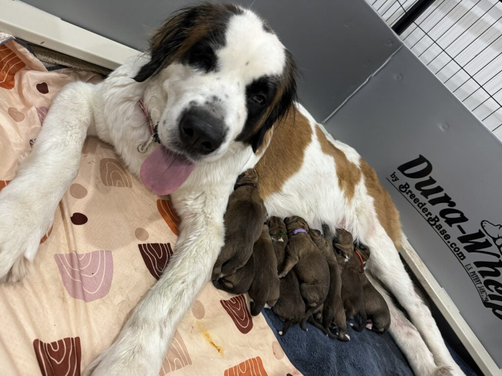 When to Be Concerned During Dog Labor and Delivery - Goodest Pups
