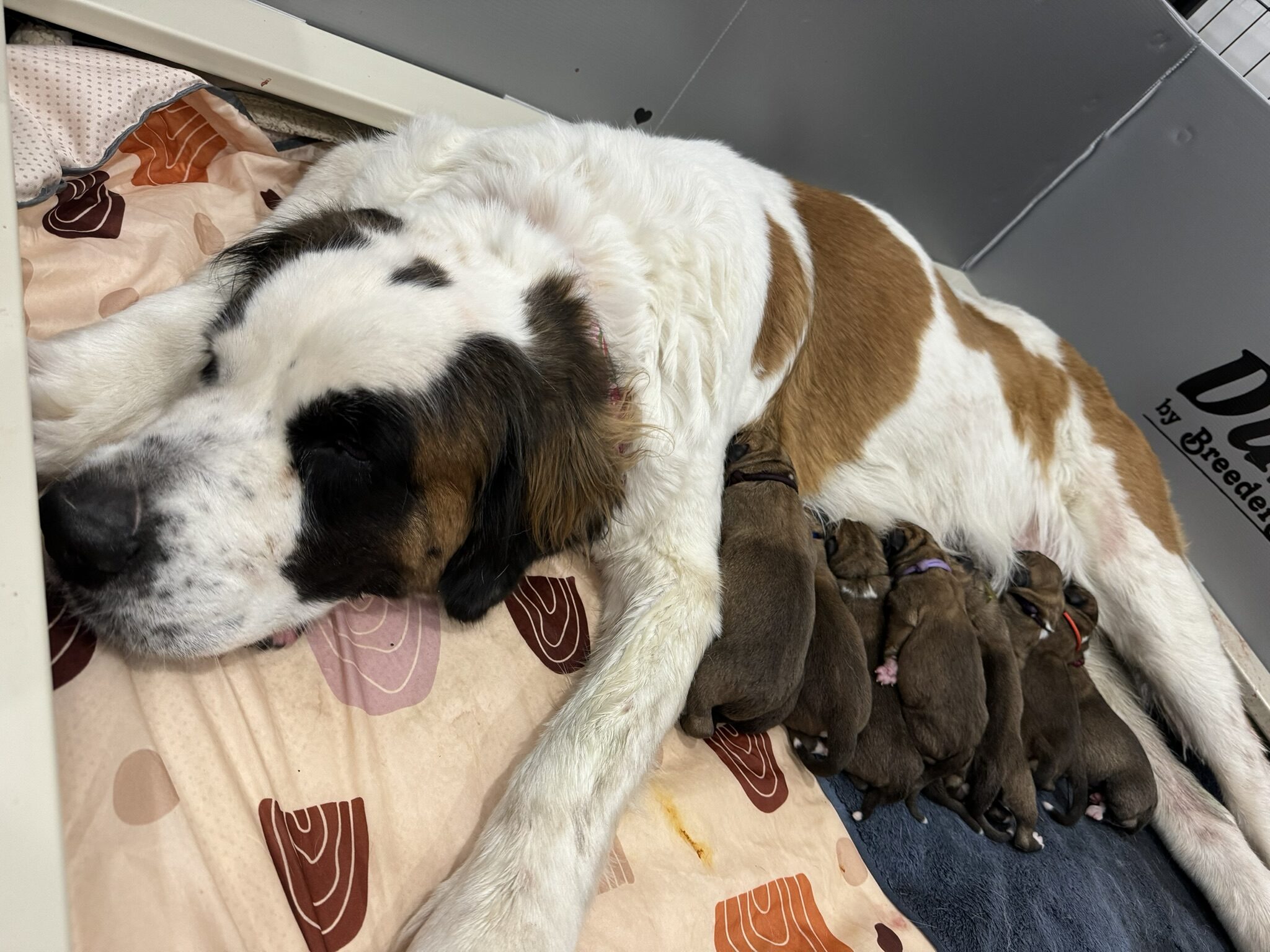 When to Be Concerned During Dog Labor and Delivery - Goodest Pups